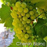 Chenin Blanc: Uvas Blancas. Descripción, Cultivo y Enología.