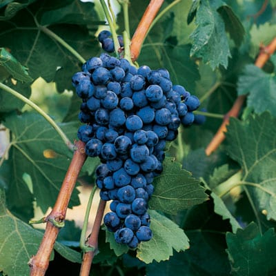 Cariñena o Mazuelo - Características, Cultivo, Enologia