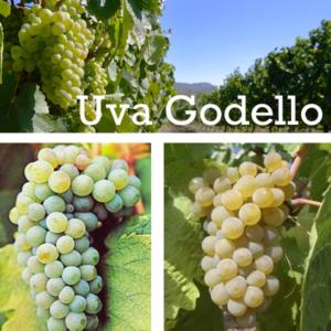 Godello: Variedades Gallegas. Características y Cultivo. Vinos