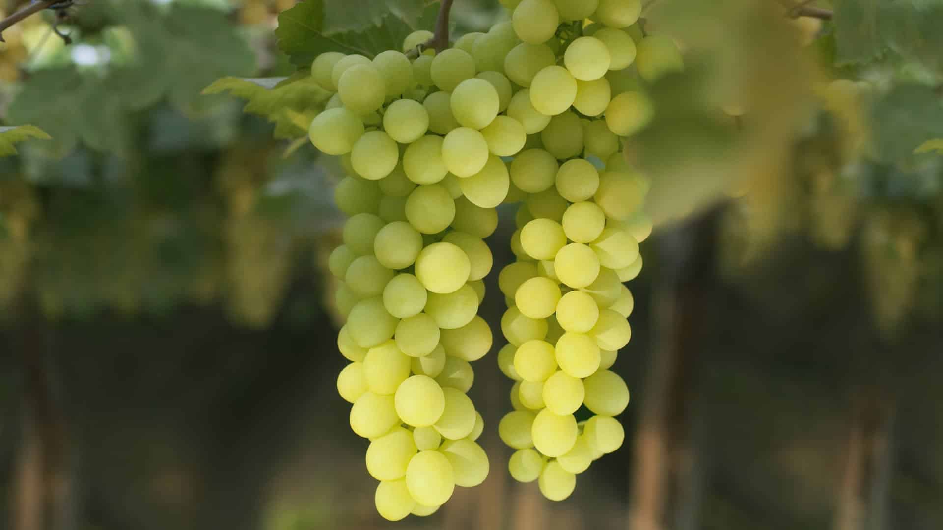 Uvas sin pepitas Centennial. Características y cultivo.