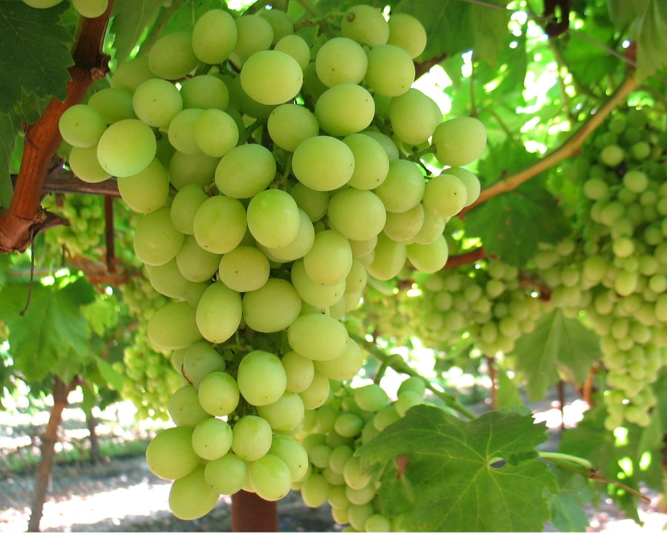 Pisco de Uva de Borgoña no es Pisco Video - Perú Hardware