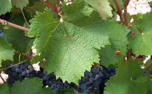 Monastrell: Características Uva, Cepa, Cultivo y Vino