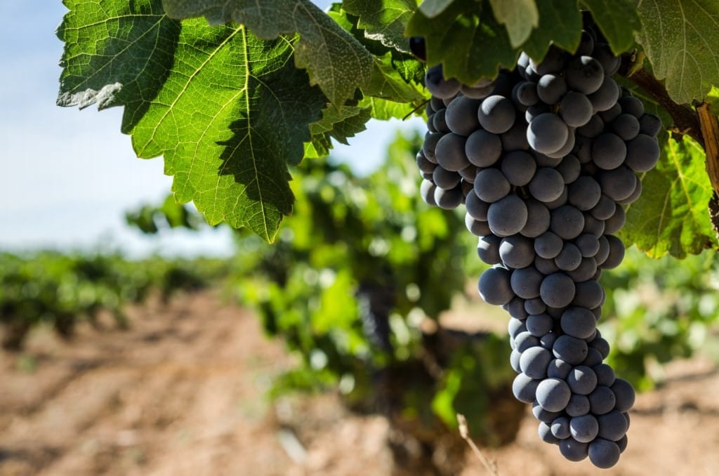 Variedad Bobal: Uvas y Vino. Características, Cultivo y Cata.