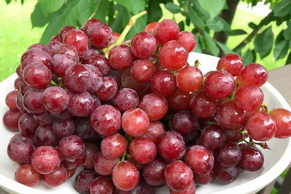 Uva SIN Pepitas: Flame Seedless - Características y Cultivo de la Uva.