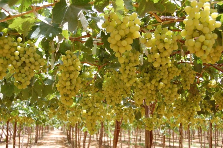 Uva sin semillas Superior: Descripción, Características y cultivo.