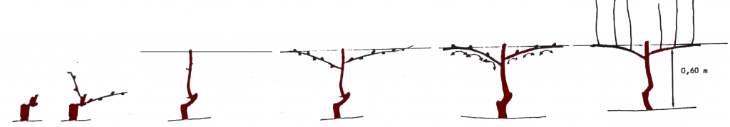 Poda de la vid en espaldera: Cordon Royat. Sistemas conducción Viña.