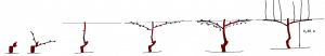 Poda de la vid en espaldera: Cordon Royat. Sistemas conducción
