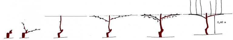 Poda de la vid en espaldera: Cordon Royat. Sistemas conducción