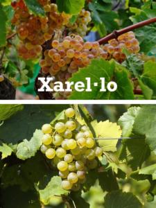 Xarel·lo uva: Descripción, Características, Enologia y Cata.