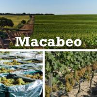 Macabeo (Viura). Características, Cultivo, Enología y Cata