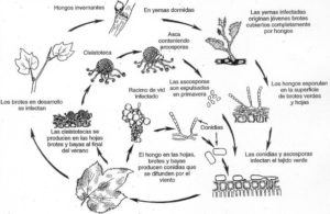 Oidio de la Vid: Síntomas, daño y tratamiento. Efectos en el Vino