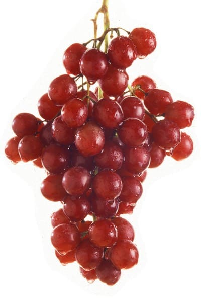 Ruby Seedles. Uvas mesa: Descripción, Características, Cultivo