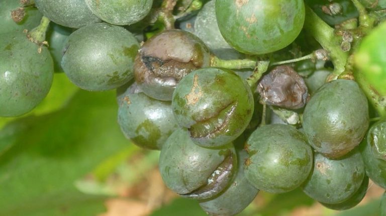 Oidio de la Vid: Síntomas, daño y tratamiento. Efectos en el Vino
