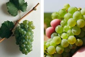 Verdejo. Características de las Uvas, las Cepas y el Vino.