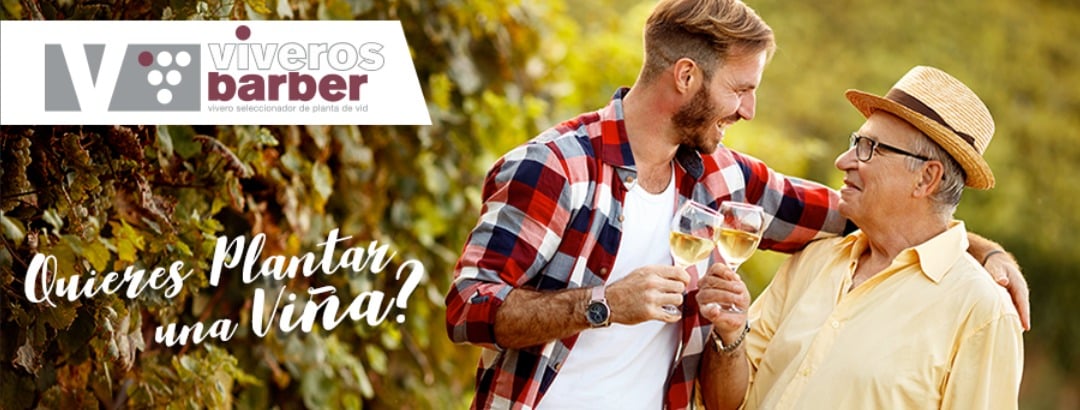 Uva sin semillas Superior: Descripción, Características y cultivo.