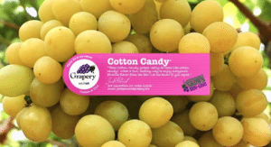 Uvas Cotton Candy - Uva sabor Algodón de Azúcar.