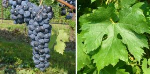 Merlot Kanthus: Una Variedad Única para Vinos con Carácter